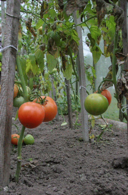 Hlora pārpilnība minerālmēslos tomātiem | LA.LV