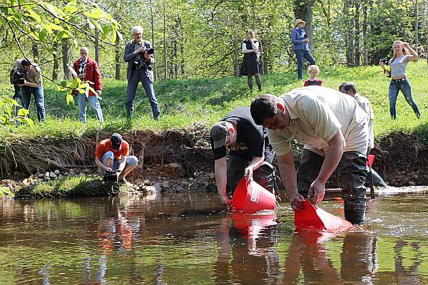 Strauta foreles – dāvana Latvijas dabai | LA.LV