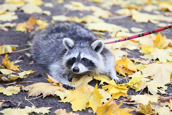 Ziņkārīgais draugs jenots | LA.LV