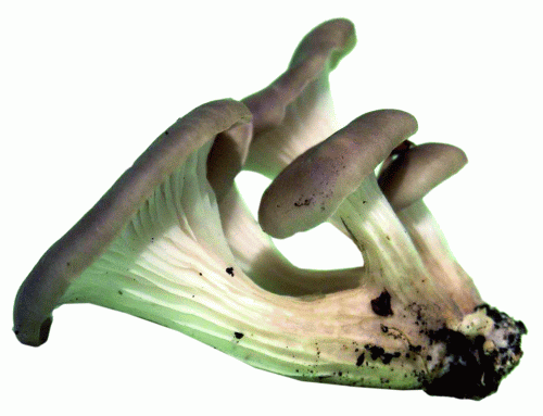 Kur var iegādāties sēņu micēliju? | LA.LV