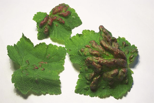 Sarkanpangu laputis. Kā tās apkarot? | LA.LV