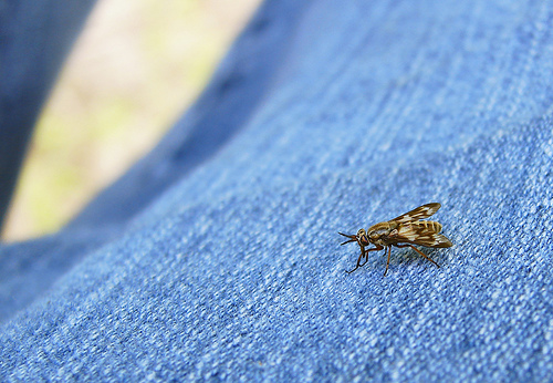 Ai, dundur, dundur… Kā pasargāties no dunduriem | LA.LV