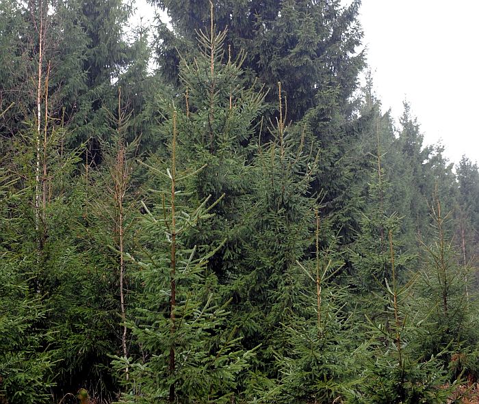 Aplikācija “Kadastrs.lv” palīdzēs atrast cērtamas eglītes | LA.LV