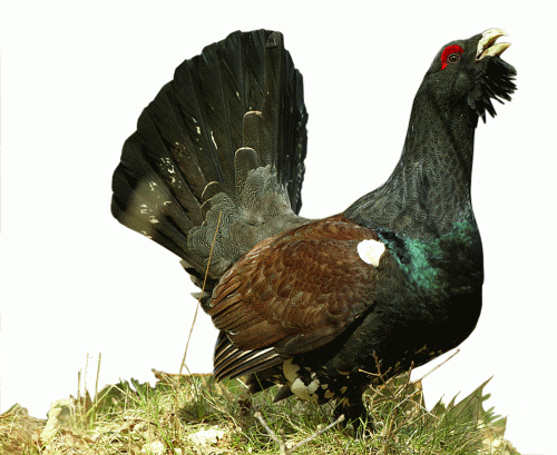 Medņi vai rubeņi? | LA.LV