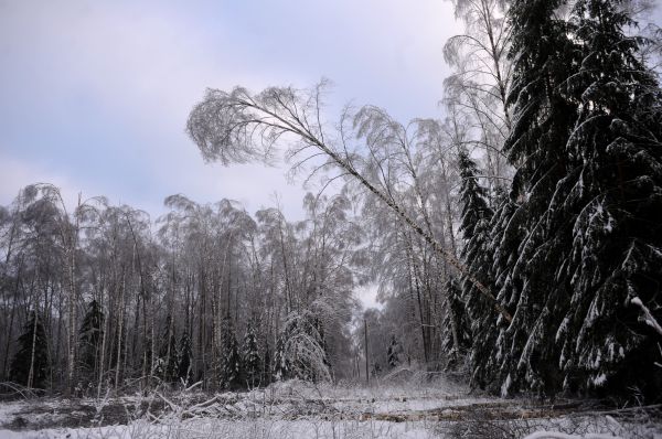 Mežu īpašnieks: Zviedri ir pārtraukuši pirkt mežus | LA.LV