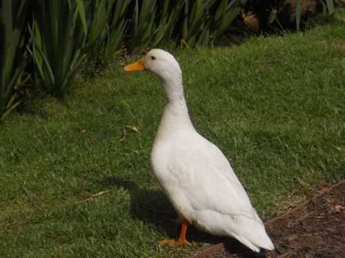 Pekinietes ir slinkas perētājas | LA.LV
