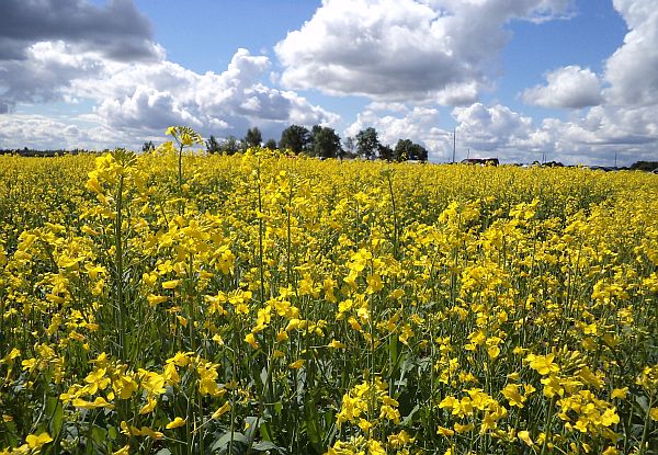 Bitēm kaitīga insekticīda dēļ vasaras rapsi nāksies aizvietot ar ko ...