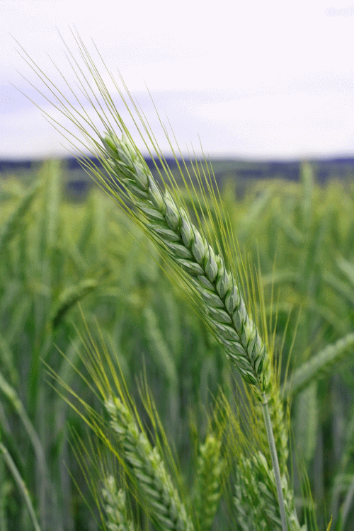 Vai Latvijā vēl audzē rudzus? | LA.LV