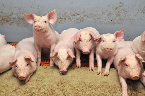 Kur nopirkt tīršķirnes sivēnus | LA.LV