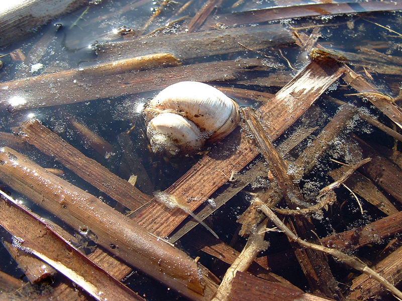 Vai sapropelis jāsajauc ar melnzemi vai jākaļķo? | LA.LV