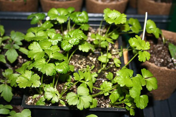 Seleriju sēklas – kur iegādāties? | LA.LV