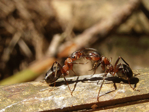Vācu pētnieki aprēķinājuši aptuveno skudru daudzumu uz zemes | LA.LV