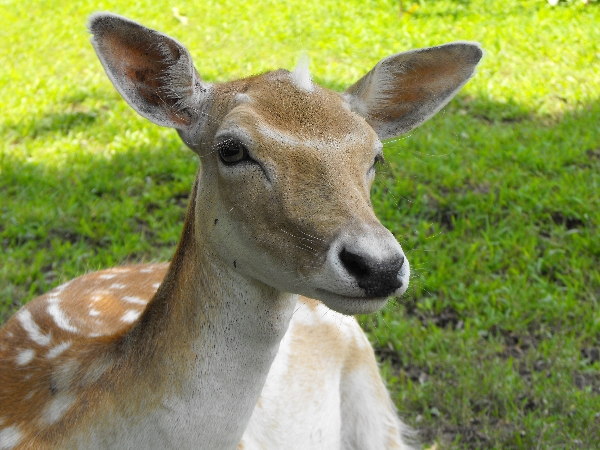 Kā aizbaidīt stirnas no dārza? | LA.LV