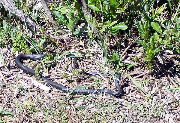 Kā padzīt zalkti? | LA.LV