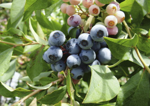 Kā mēslot krūmmellenes? | LA.LV