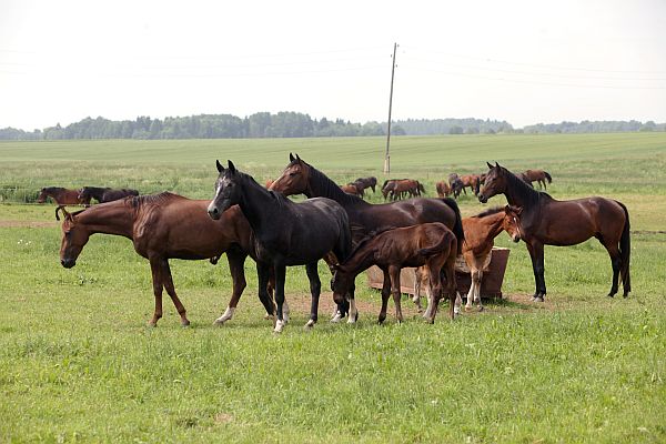 Vēsture, ulmaņlaiki, “Straumēni” | LA.LV