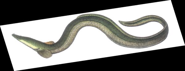 Tumšās vasaras naktīs no dūņām izlien un medībās dodas zuši | LA.LV