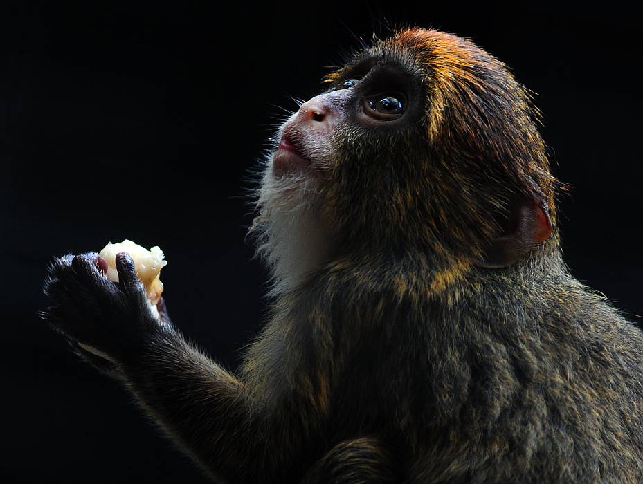 Kāpēc pērtiķi vairs nepārvēršas par cilvēkiem | LA.LV