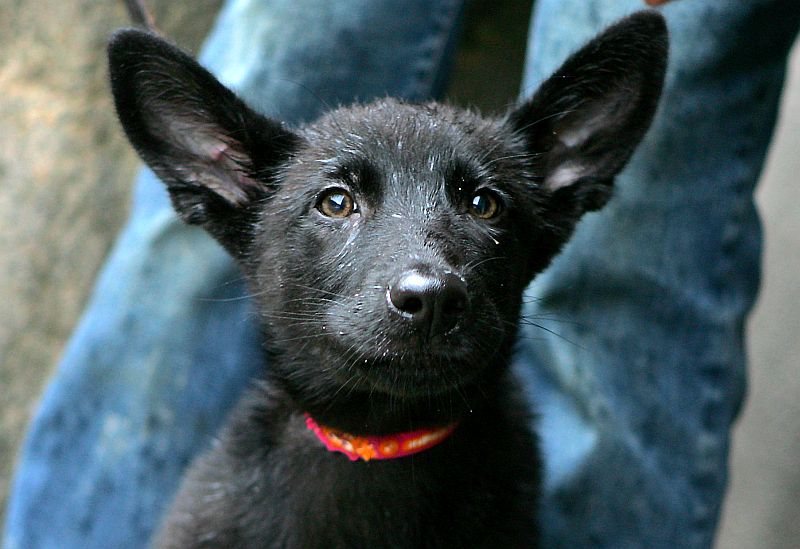 Krancītim smird elpa… Slims vai barība neder? | LA.LV