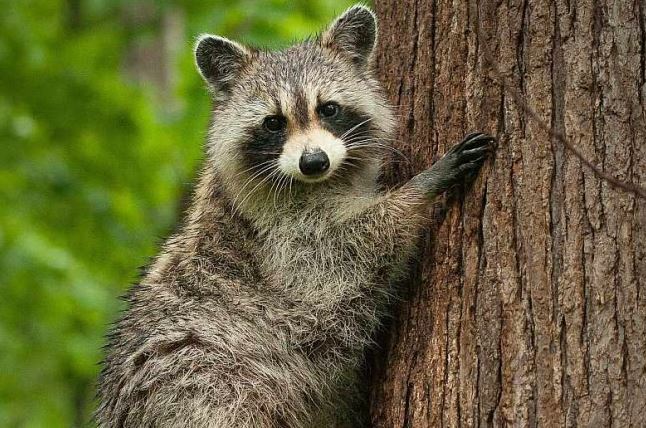 Igaunijā raizes dara šakāļi, Lietuvā – jenoti, kas kāpj kokos | LA.LV