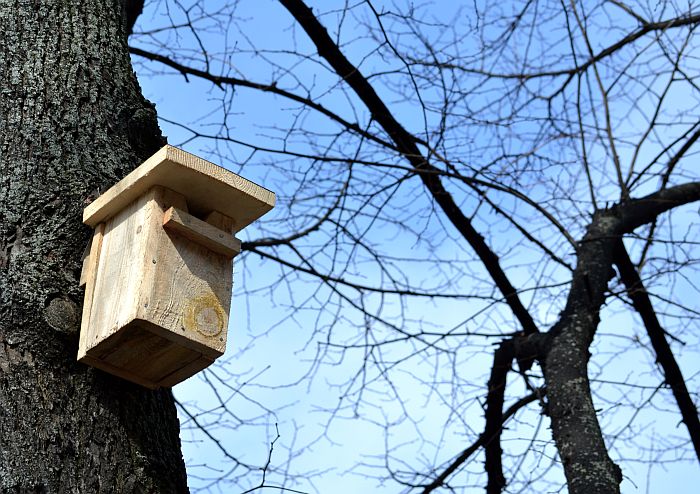 Rīgas parkos izliks 186 putnu būrīšus zīlītēm un strazdiem | LA.LV