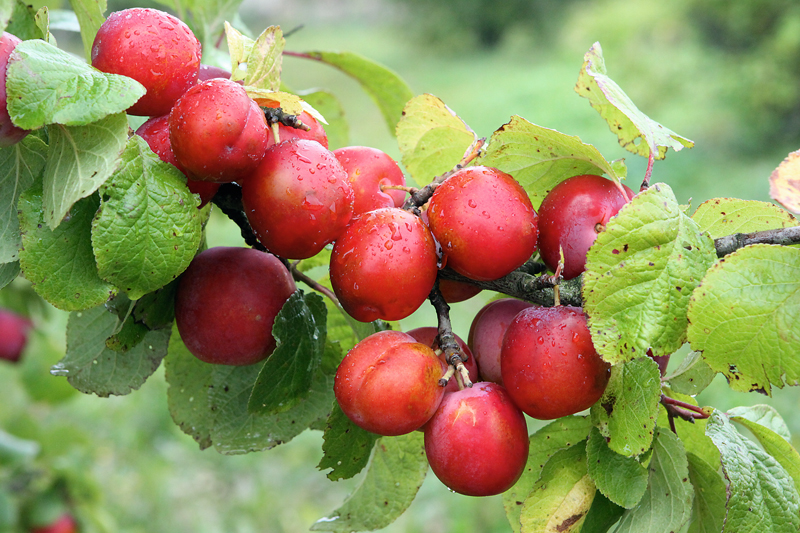 “Plūme, kas svēra 750 gramu… Vai uz tirgu jāiet ar saviem svariem ...
