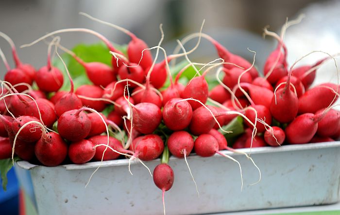 Kraukšķīgi redīsi agrai ražai. Kuras šķirnes izvēlēties, kā audzēt? | LA.LV