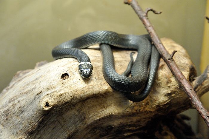 Dabas aizsardzības pārvalde iedrošina nebaidīties no zalkšiem ...