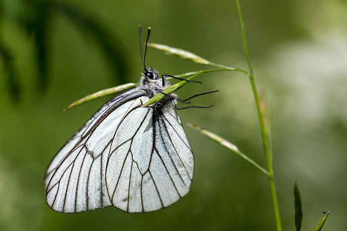 “Tik trausls kā tauriņa spārni un tik bezjēdzīgs kā Briškena plāni ...