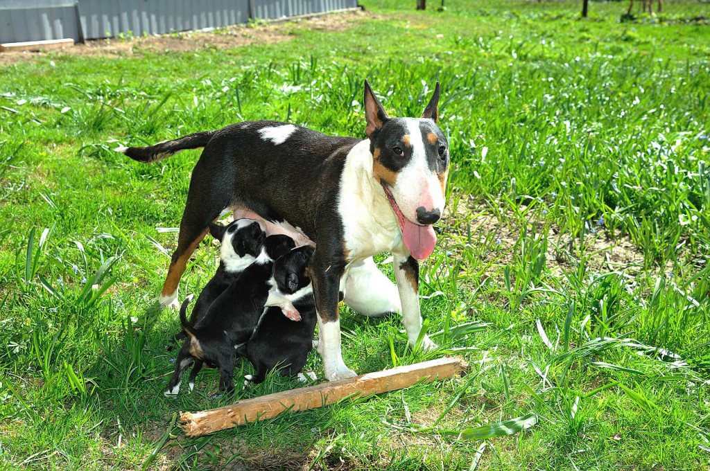 Vūpija – mans mīļais bulterjers. Kas jāzina par šķirnes īpatnībām? | LA.LV