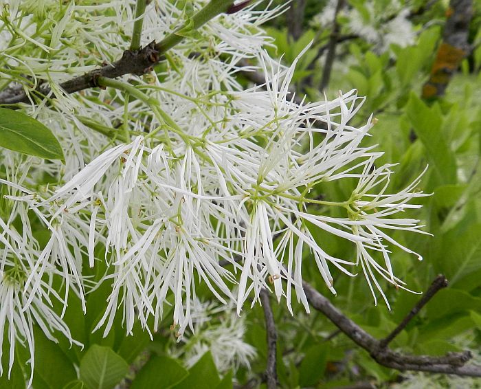 Botāniskajā dārzā Salaspilī neparasti agri uzziedējis sniegpārsliņu ...