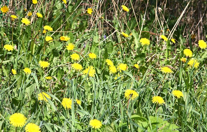 Līga Reitere: Pavasara augos meklējiet garšas: skābena – gremošanai ...