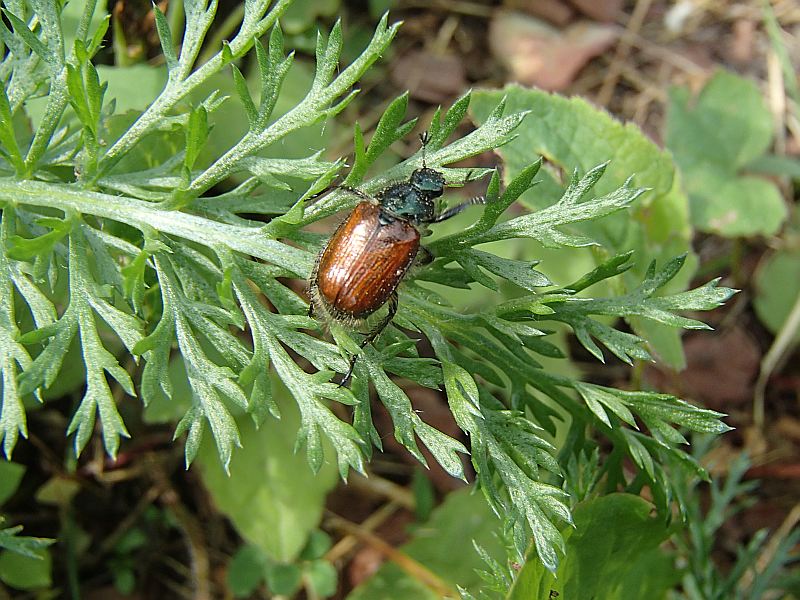 Dārza kaitnieku TOP10 no 2. līdz 8. jūnijam | LA.LV