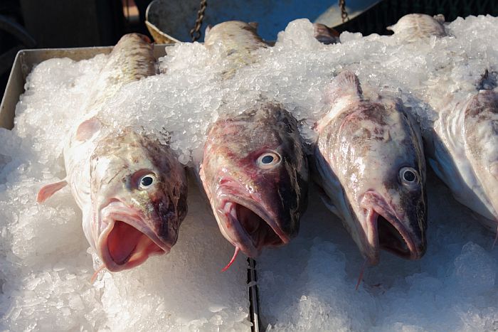 Par katru mencas zvejas pagaidu pārtraukšanas dienu zvejnieki varēs ...