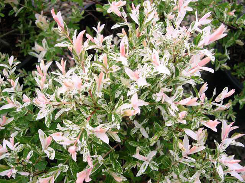 Dekoratīvie kārkli – salīgi, bet skaisti | LA.LV