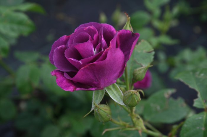 Kāpēc nezied roze? | LA.LV