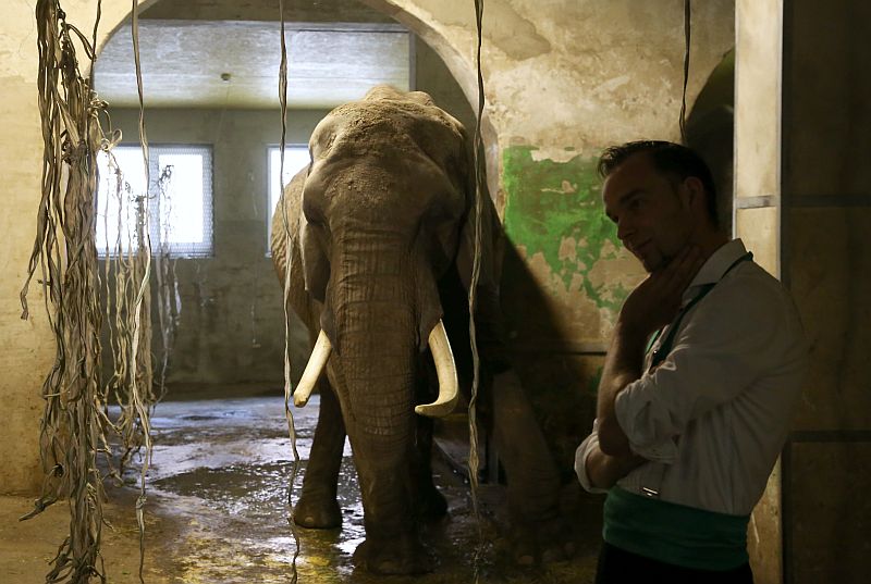 Ziloņu izmantošana Rīgas cirkā, visdrīzāk, ir pretlikumīga, satraucas ...