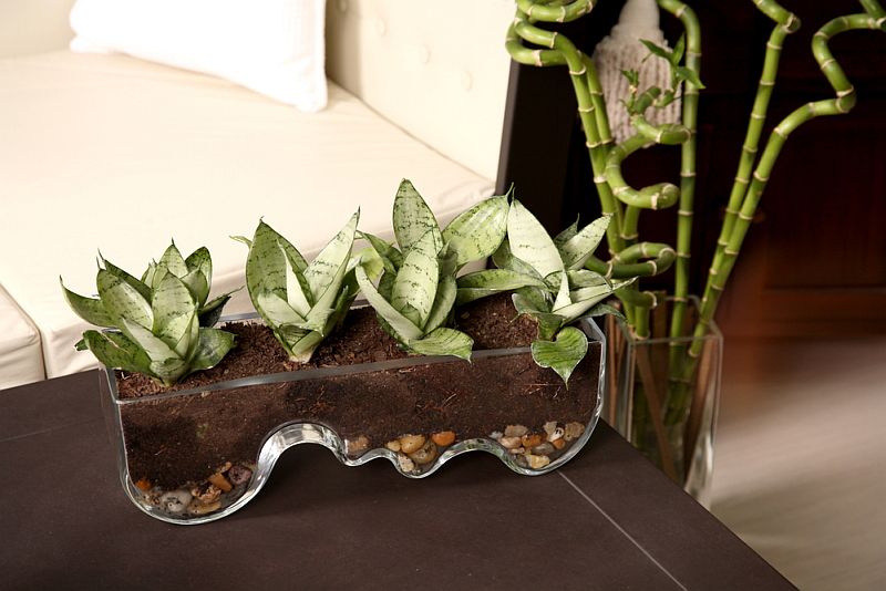 9 istabas augi, kuri vislabāk der guļamistabai | LA.LV