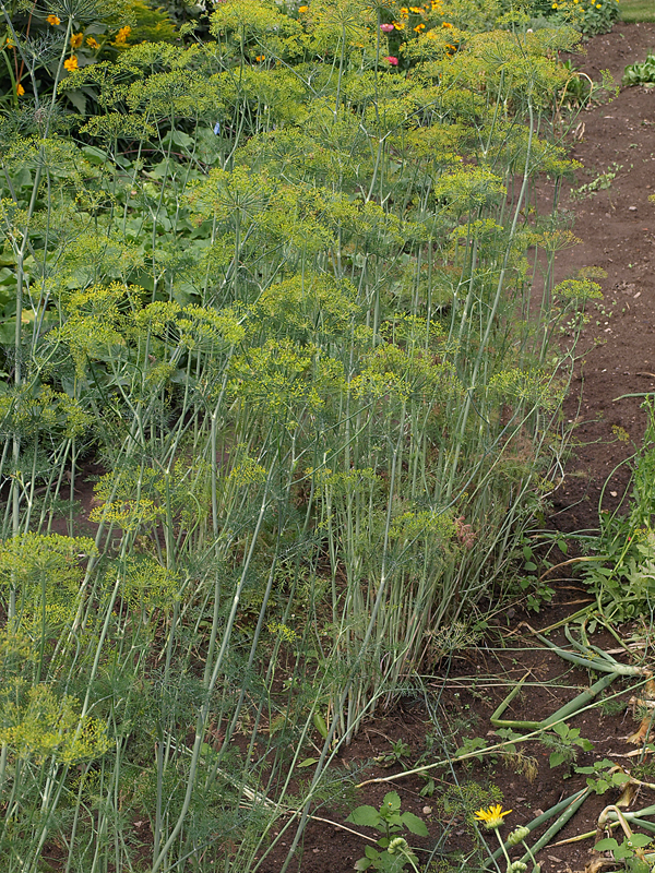 Laputis uz dillēm… Ko darīt? | LA.LV