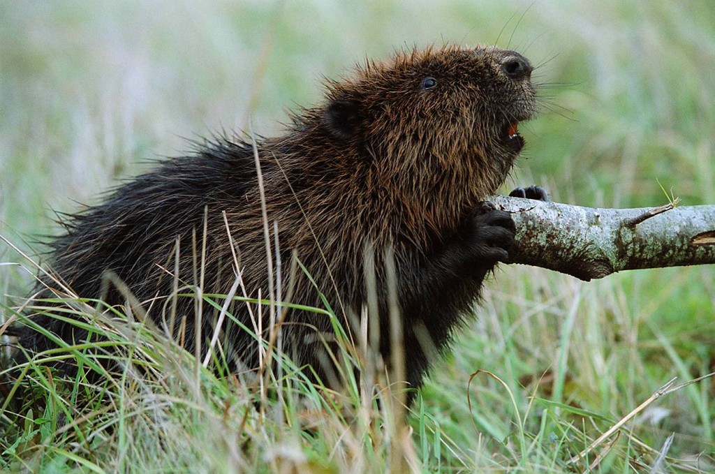 Šodien sākas bebru medību sezona | LA.LV