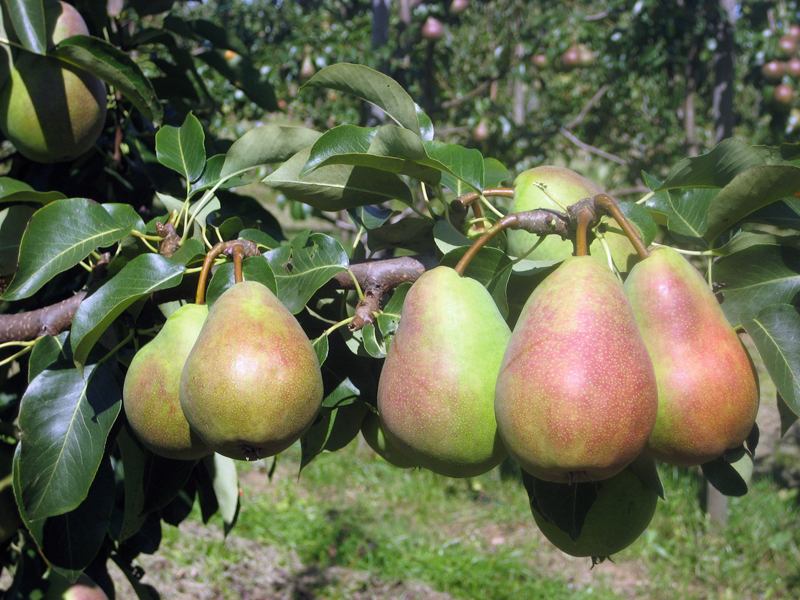 Uzzinām vairāk par bumbieru šķirnēm: populārākās, izturīgākās, ar ...