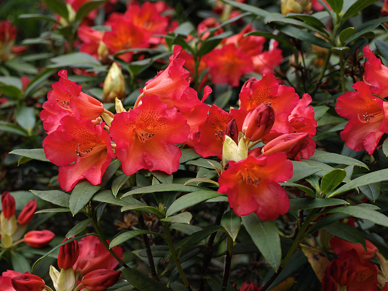 Kā kopt rododendrus, kad tie noziedējuši | LA.LV