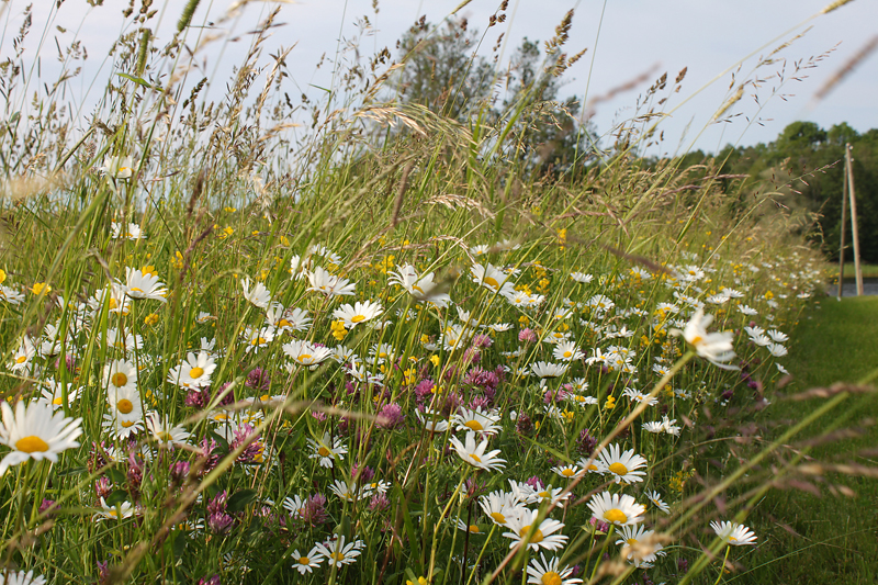 Dabiska pļava: kā tādu mākslīgi izveidot? | LA.LV