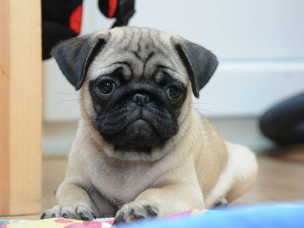 Pozitīvie mopši, no kuriem cilvēkiem neveidojas alerģija | LA.LV