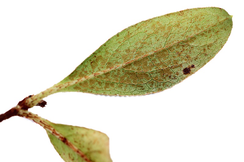 Kur var iegādāties plēsējērces? | LA.LV