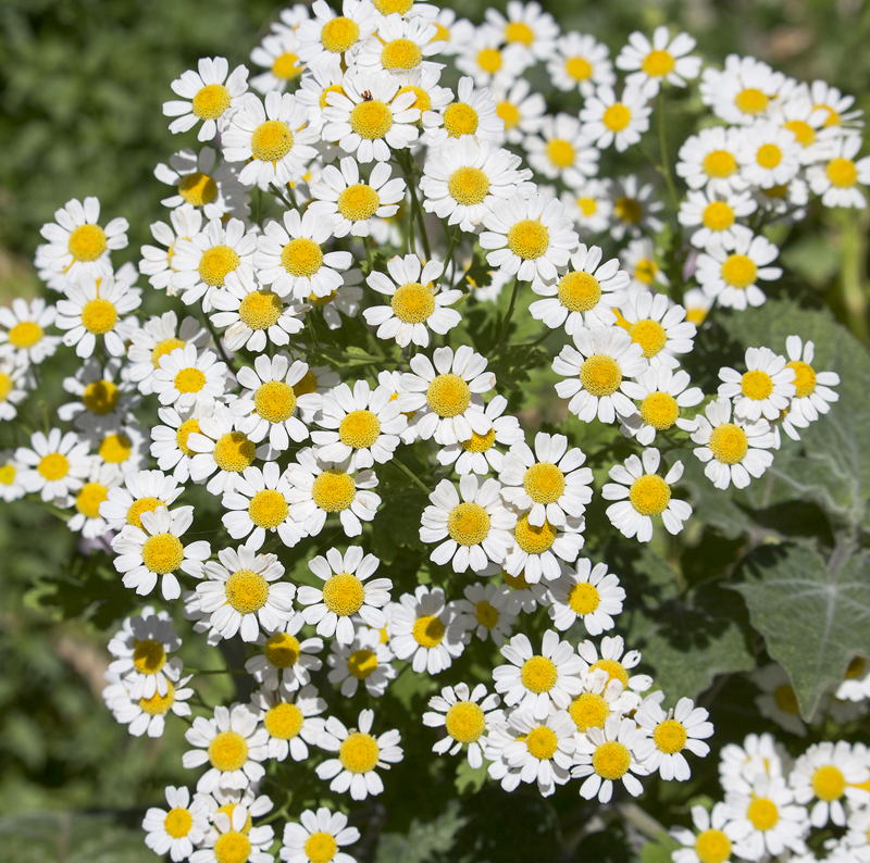 Bioloģisks insekticīds laputu atbaidīšanai | LA.LV