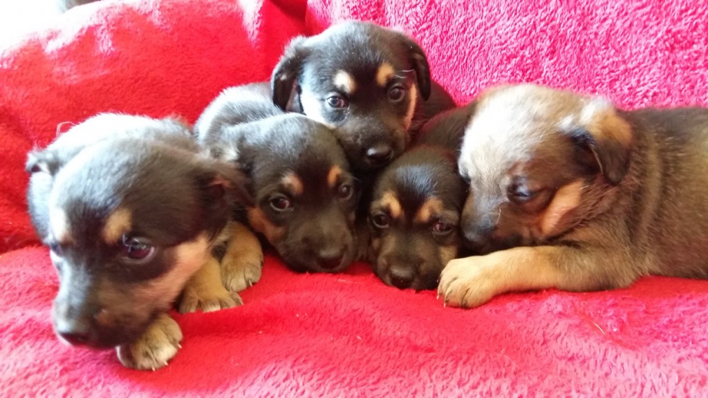 Likumā nosaka, cik mazuļu metienu gada laikā drīkst būt suņiem un ...