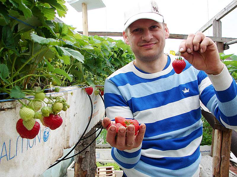 Jelgavas novada z/s “Vībotnes” novāc šogad pirmo zemeņu ražu | LA.LV