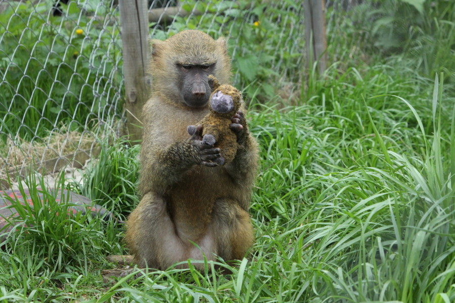 “Dobuļos” vieta arī pērtiķu bāreņiem | LA.LV