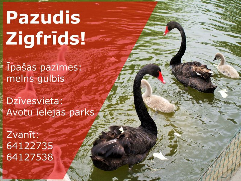 Cēsīs pazudis Zigfrīds – Avotu ielejas parka melnais gulbis | LA.LV